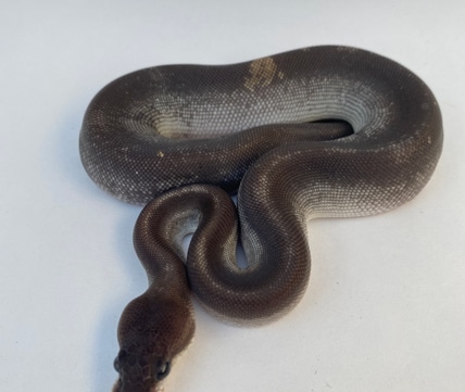 Axanthic VPI Het Genetic Stripe Ball Python by DragonHerp - MorphMarket