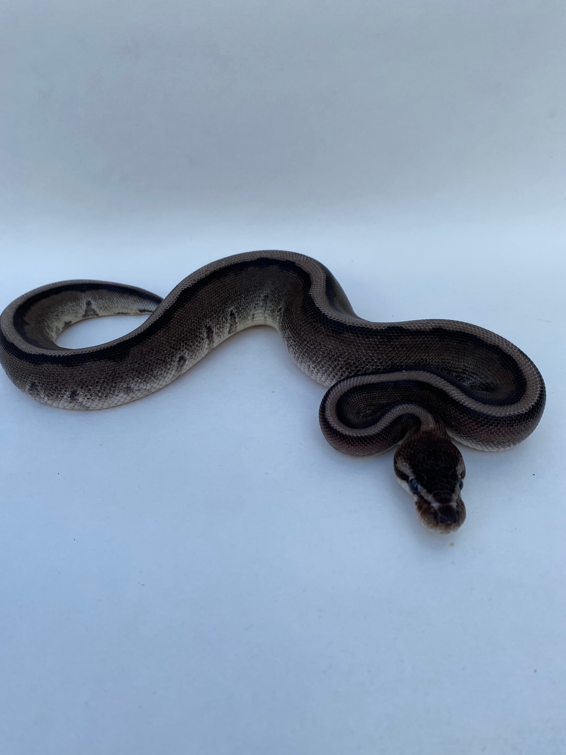 Axanthic Genetic Stripe VPI Ball Python by DragonHerp - MorphMarket