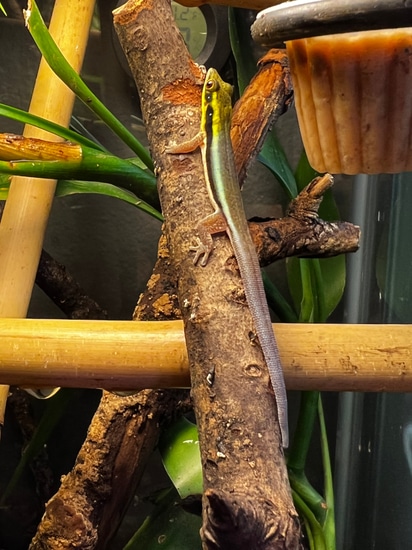 Neon Day Gecko by Gold Scale Reptiles