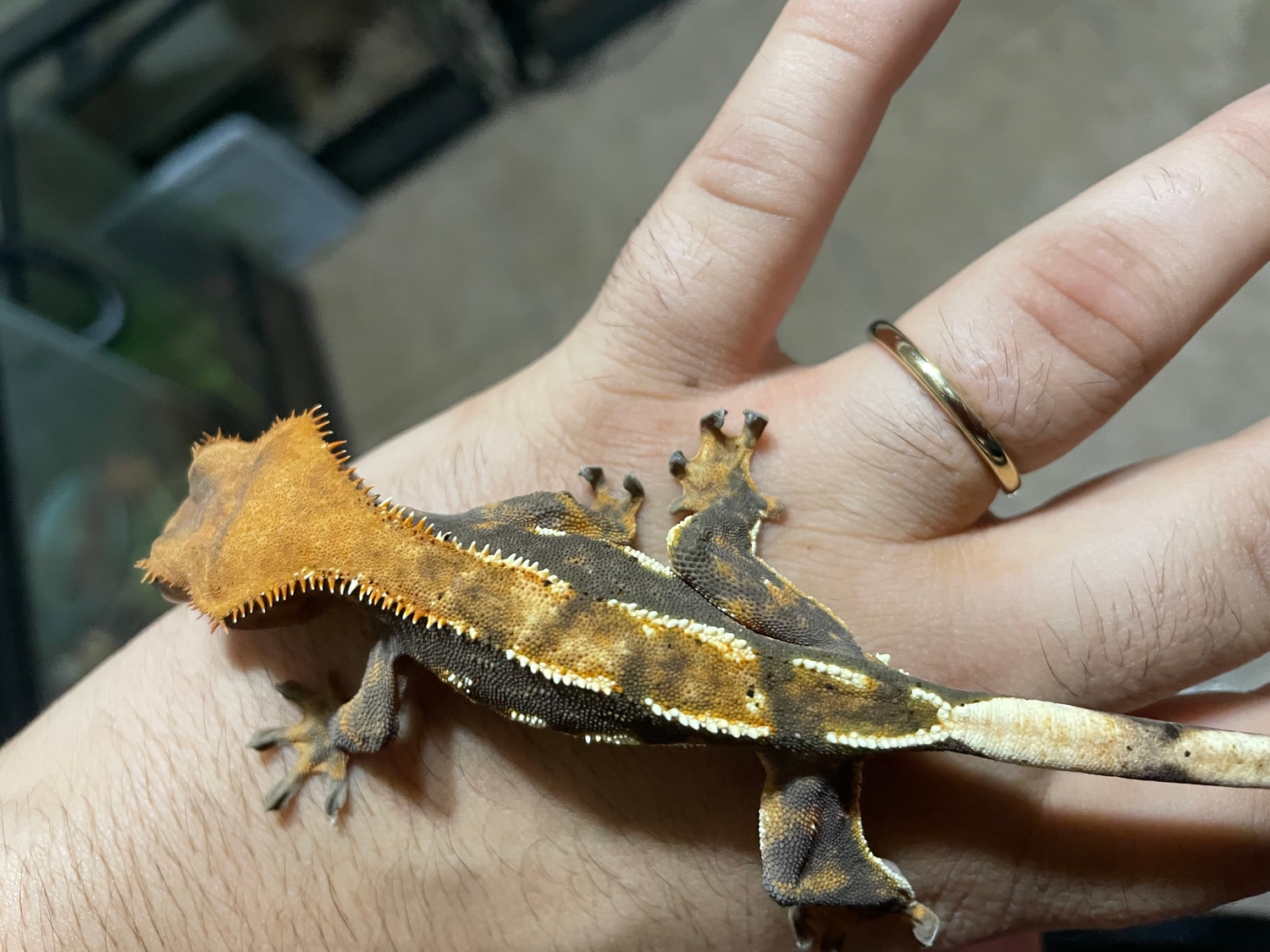 Pinstripe Harlequin Crested Gecko by Dragon Mom Exotics - MorphMarket