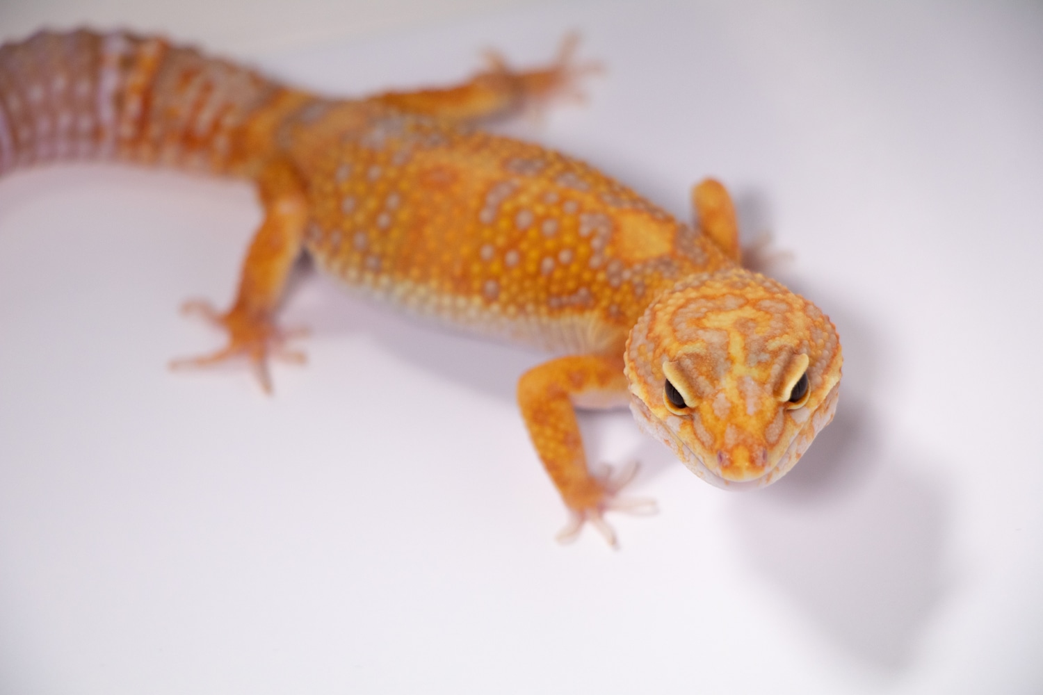 Burning Blood Rainwater Blue Amber Eye *FREE SHIPPING Leopard Gecko by ...