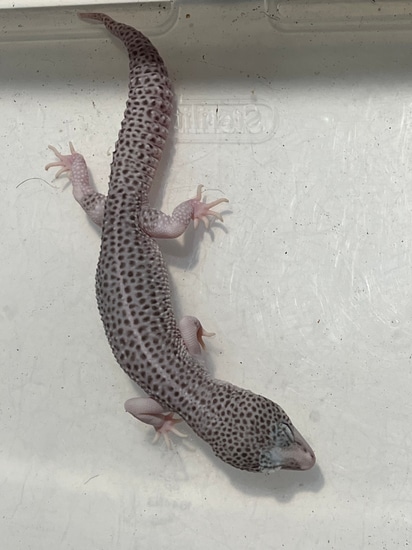 Galaxy (Super Snow Eclipse) Pied Leopard Gecko by Leopard Gecko Morphs