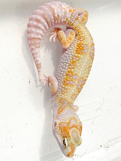 White And Yellow Mack Snow Tangerine Het Raptor Leopard Gecko by ...