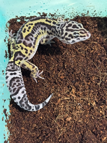 Black Night / Black Pearl X Clown Inferno Leopard Gecko by Leopard ...