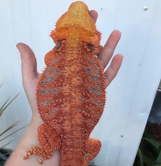 Venus Central Bearded Dragon by Dragon Outpost