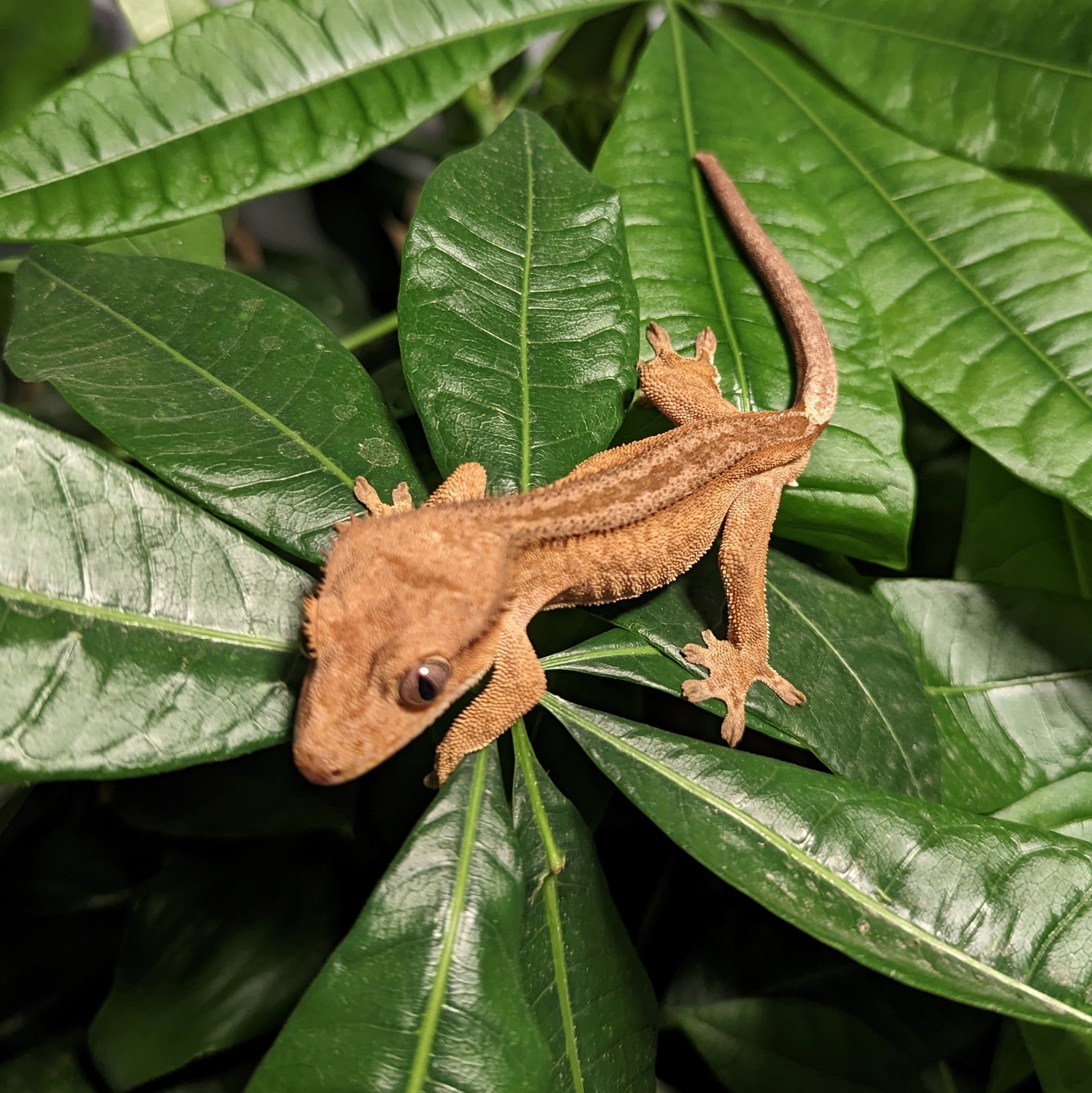Partial Empty Back Crested Gecko by BioRhactive LLC - MorphMarket