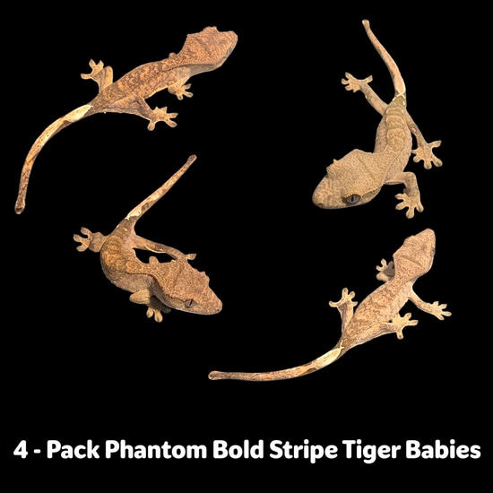 4 Pack Phantom Bold Stripe Tigers Crested Gecko by BioRhactive LLC