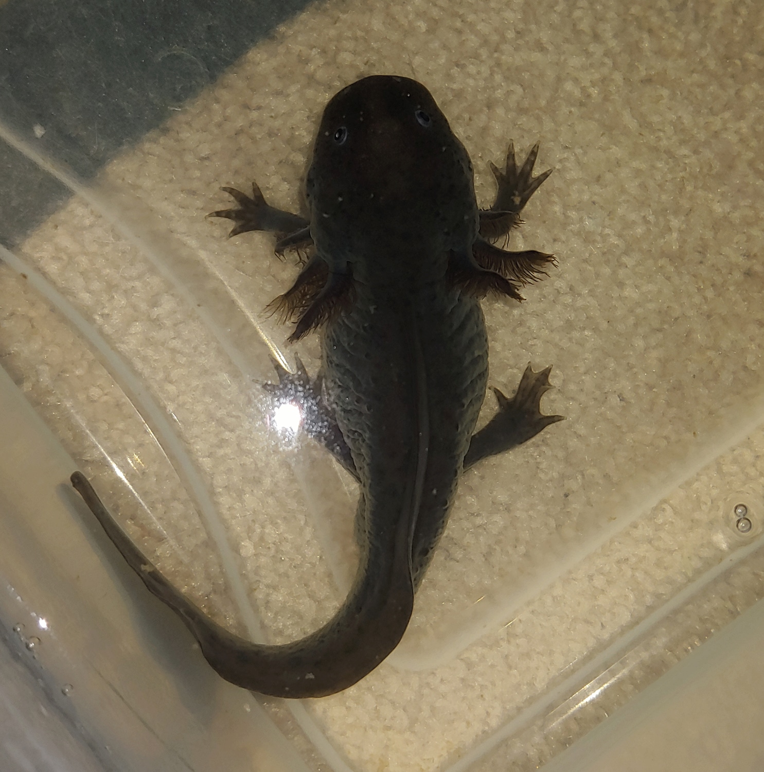 7" Pet Only Dwarf/Mini Melanoid Axolotl by Dragonrain Exotics - MorphMarket
