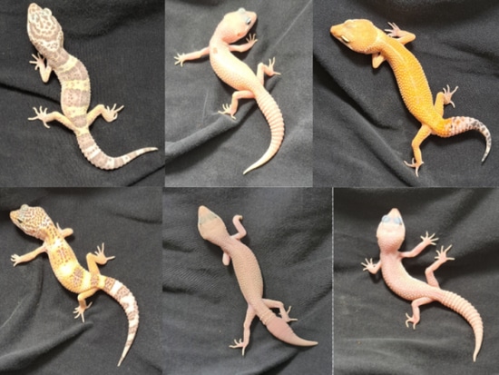 Price Drop! Group Of 12 Unsexed Leopard Geckos by K Dragons