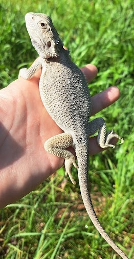 SHIPPING INCLUDED! Zero 66% Het Hypo 66% Het Trans Central Bearded ...