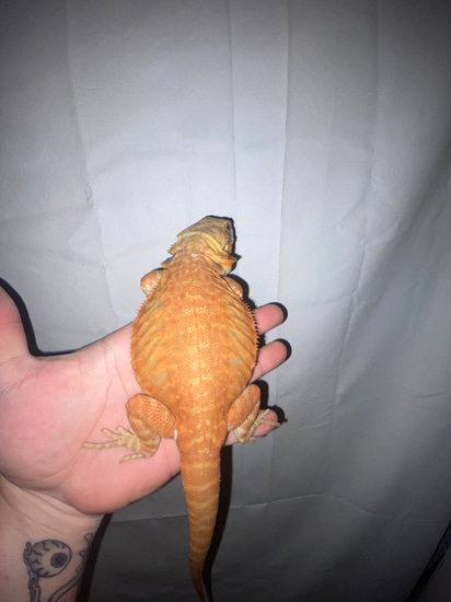 Orange Hypo Trans Leatherback Central Bearded Dragon by Heavy Metal ...