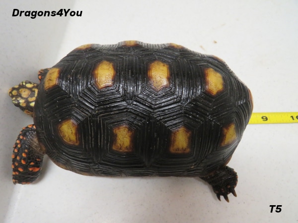 CB RedFoot Tortoise Red-footed Tortoise by www.Dragons4You.com ...