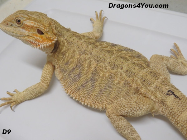 Het Trans/witblits Leatherback Central Bearded Dragon by www ...
