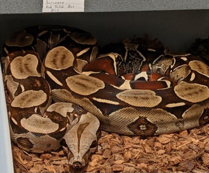 Surinane True Red-tailed Boa Constrictor by SevenSins Reptiles ...