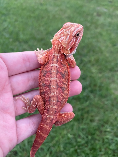 Bearded Dragon Central Bearded Dragon by Dragon Smart