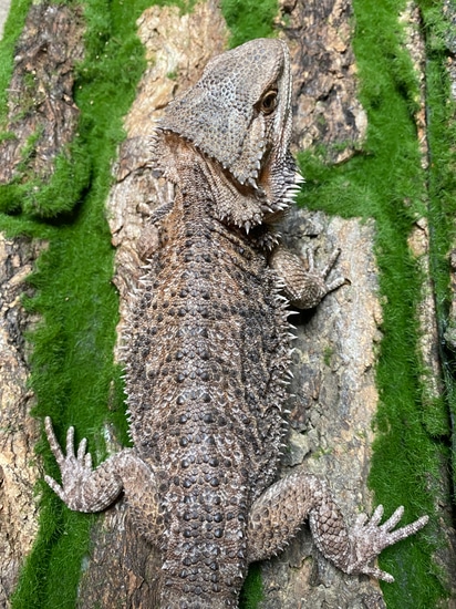 Rescue Bearded Dragon Central Bearded Dragon by Dragon Smart