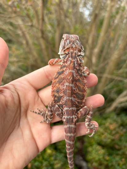 1/2 Red Monster Leatherback Male (Remi) Central Bearded Dragon by ...