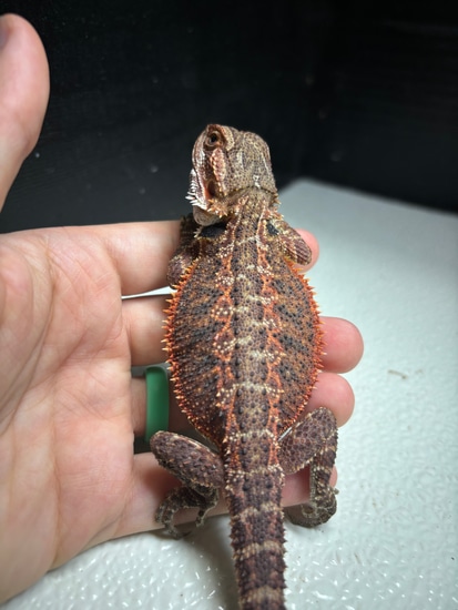 1/2 Red Monster Male Central Bearded Dragon by Dragon Smart