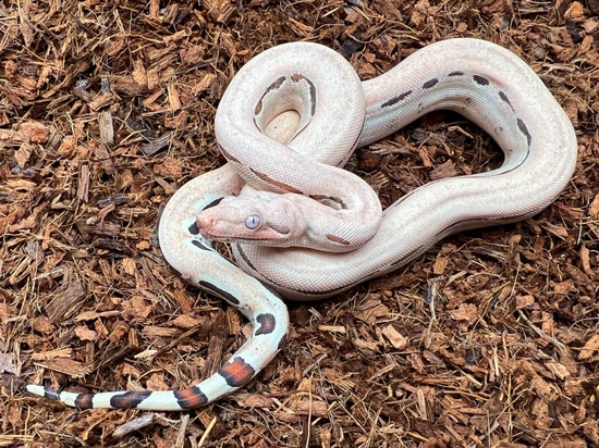 VPI Scoria Boa Constrictor by The Genetic Menagerie