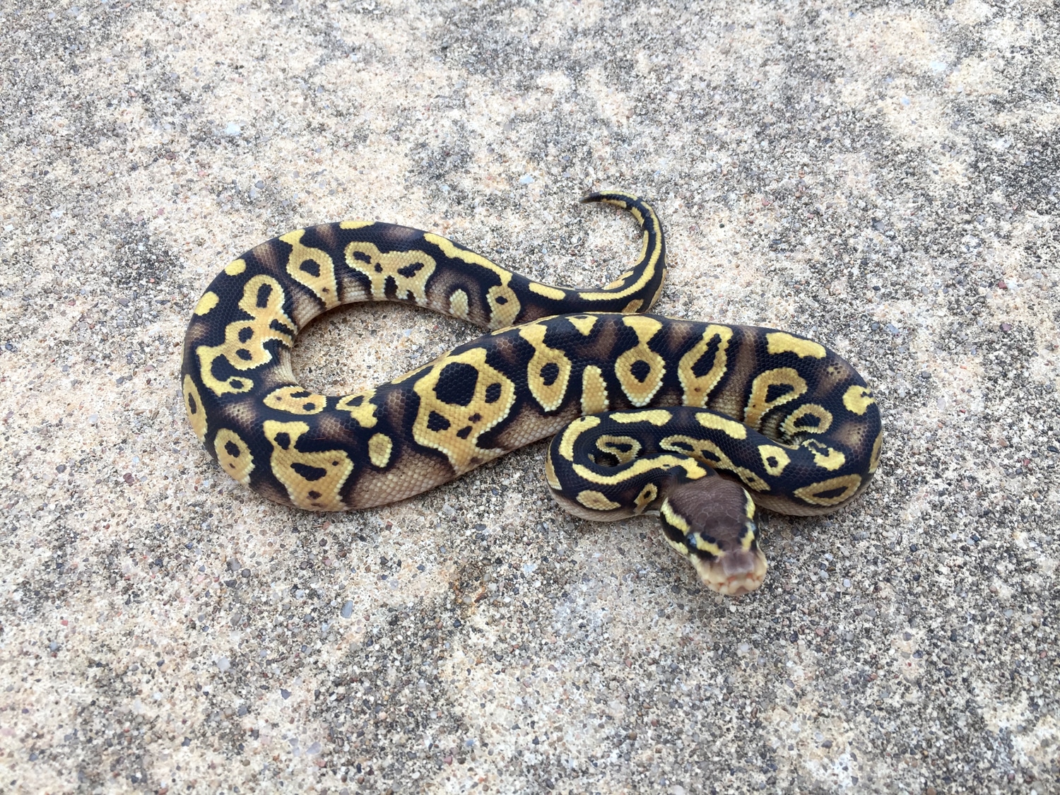 Pastel Mystic Ball Python by Dragon Tamer Reptiles - MorphMarket