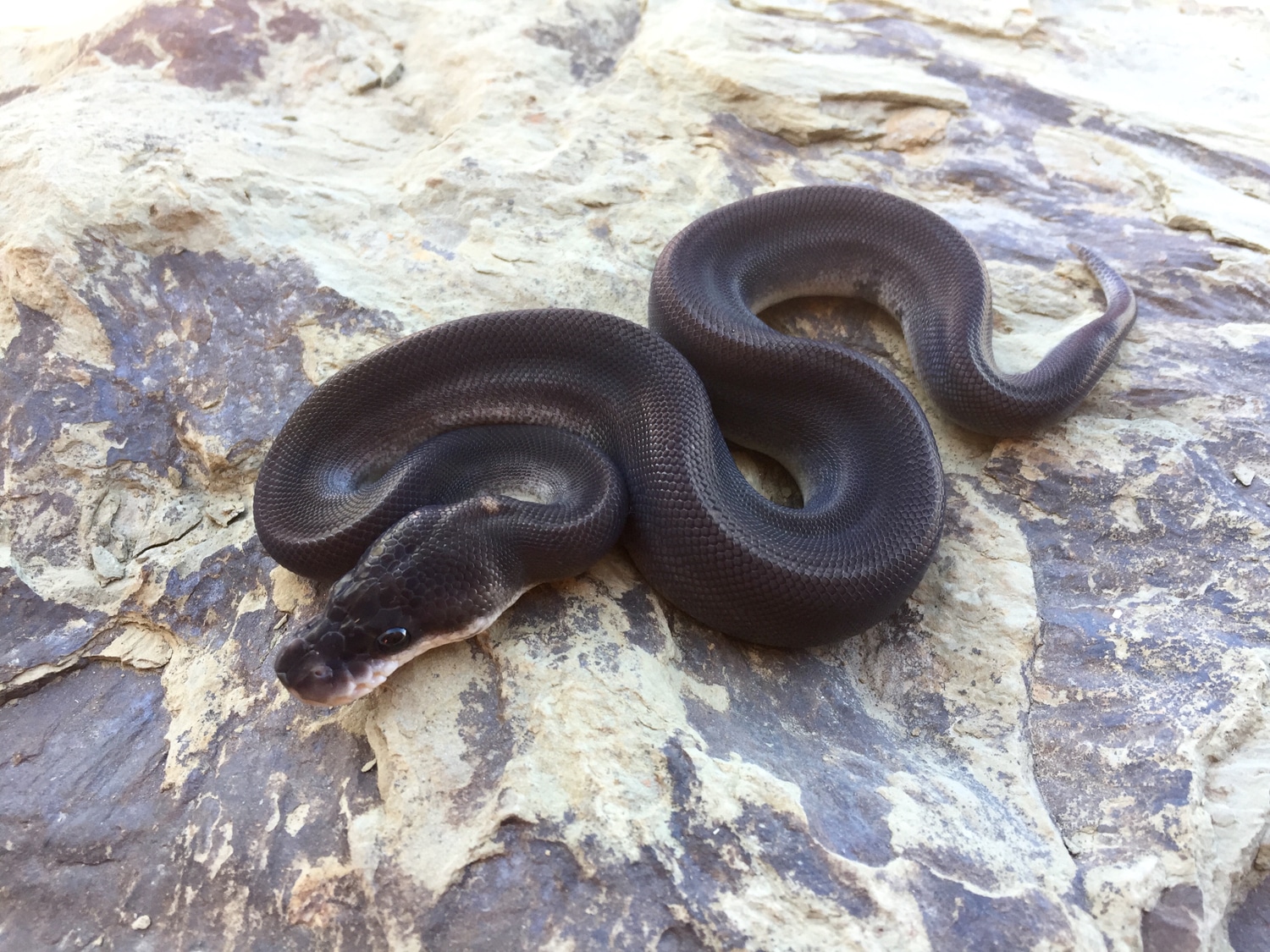 Super Cinnamon Ball Python by Dragon Tamer Reptiles - MorphMarket