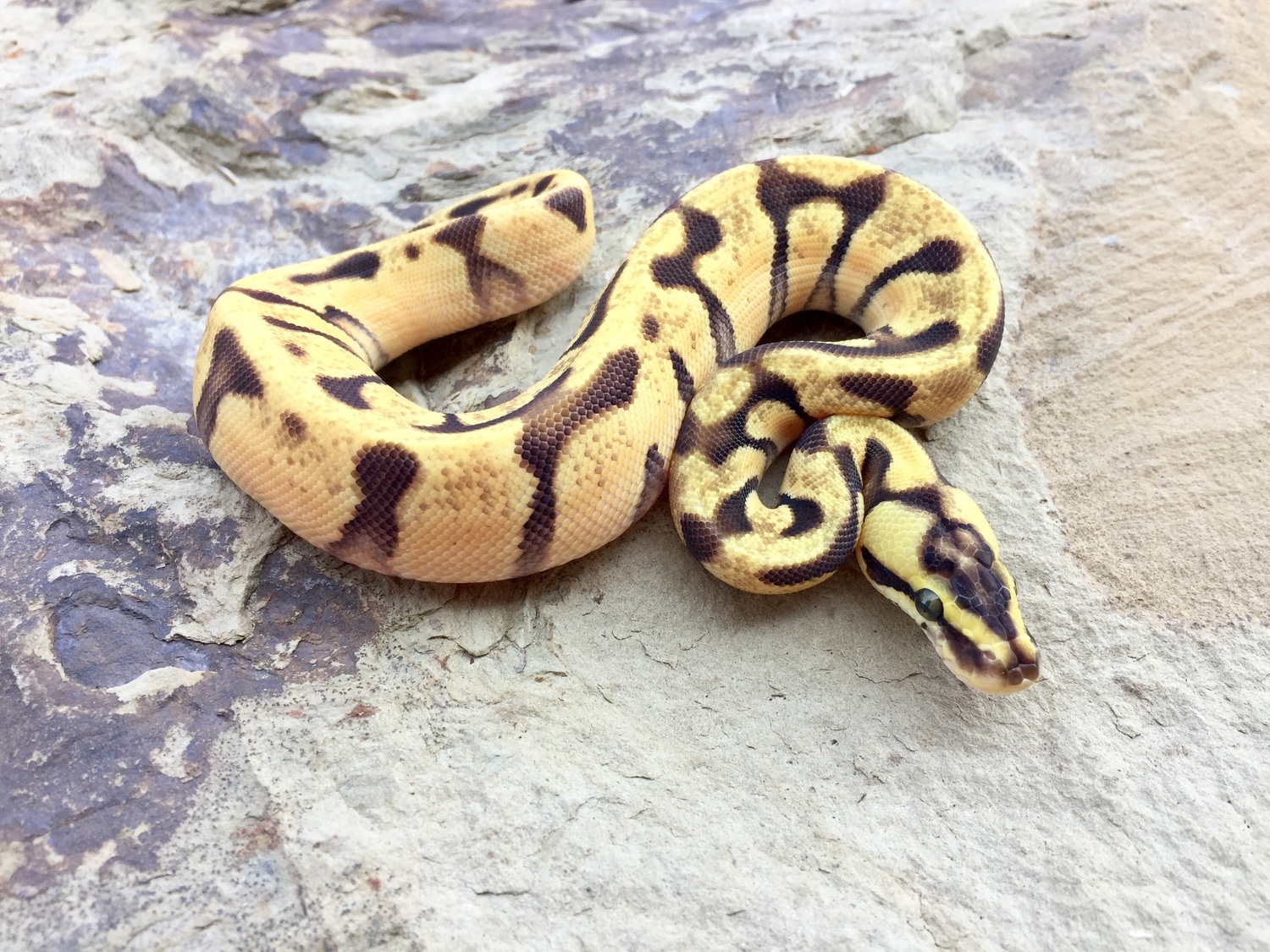 Pastel Super Enchi Ball Python by Dragon Tamer Reptiles - MorphMarket