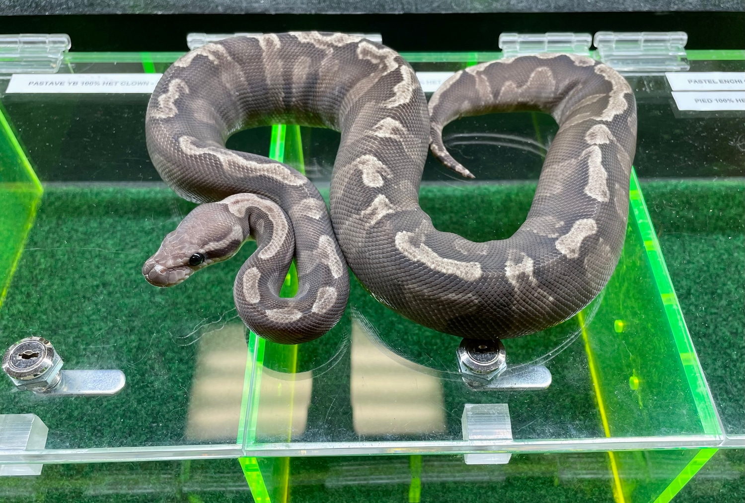 Super Ghi Fire Ball Python by Dragon Tamer Reptiles - MorphMarket