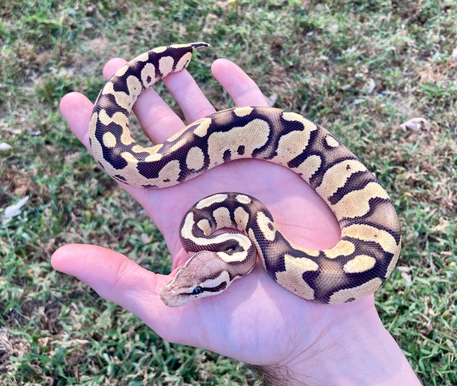 Pastel Fire Chocolate 100% Het Desert Ghost 66% Het Hypo Ball Python by ...