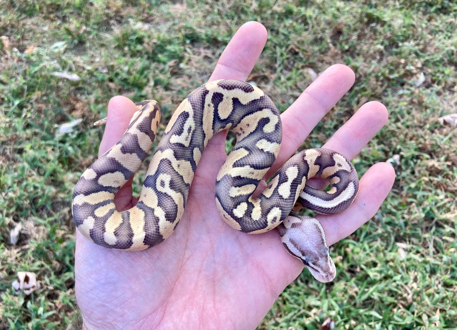 Super Pastel Fire Chocolate 100% Het Desert Ghost 66% Het Hypo Ball ...