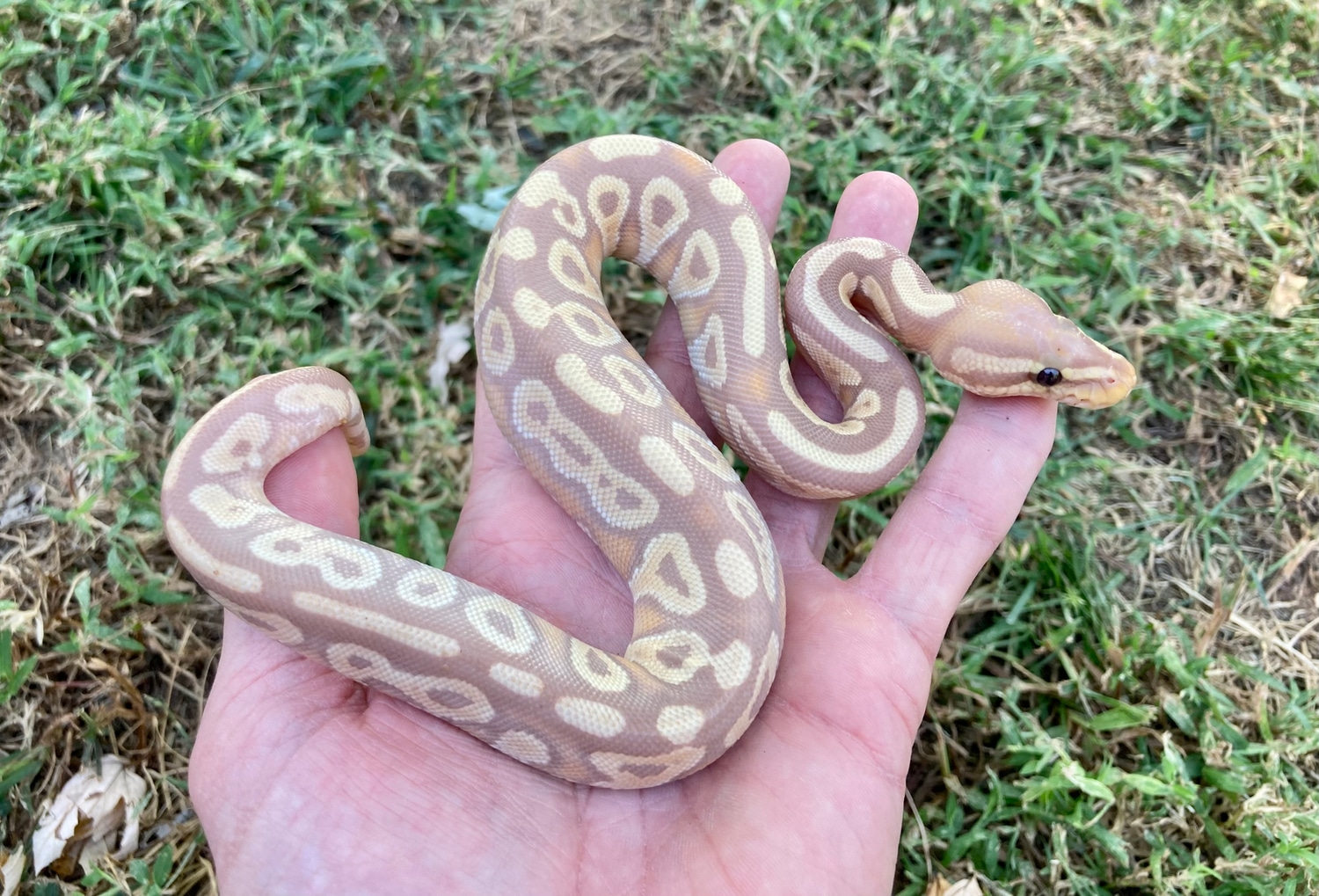 Banana Mojave Ball Python by Dragon Tamer Reptiles - MorphMarket