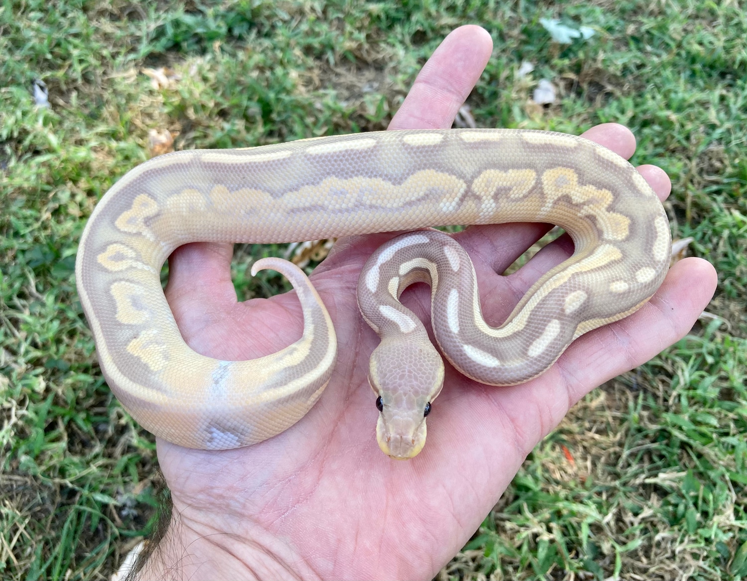 Banana Black Pastel Mojave Yellowbelly (Ringer) Ball Python by Dragon ...