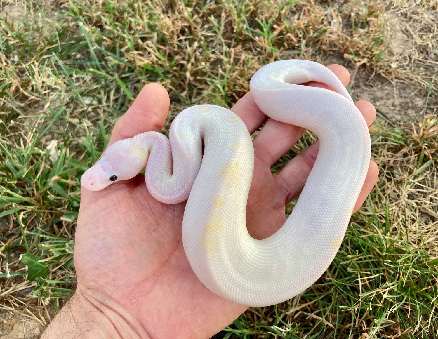 Super Fire (Pastel) 100% Het Hypo Ball Python by Dragon Tamer Reptiles ...