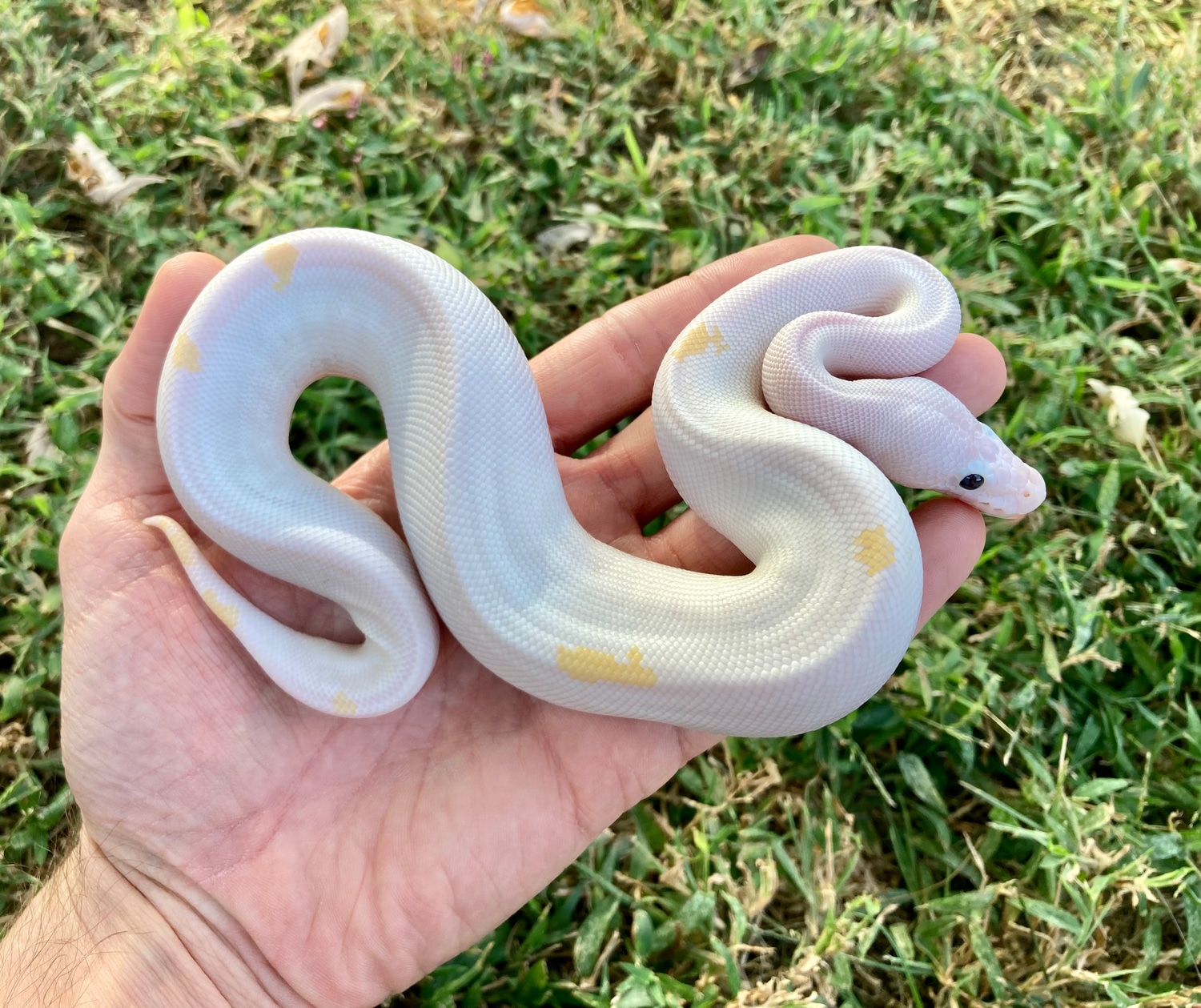 Super Fire (Pastel) 100% Het Hypo Ball Python by Dragon Tamer Reptiles ...