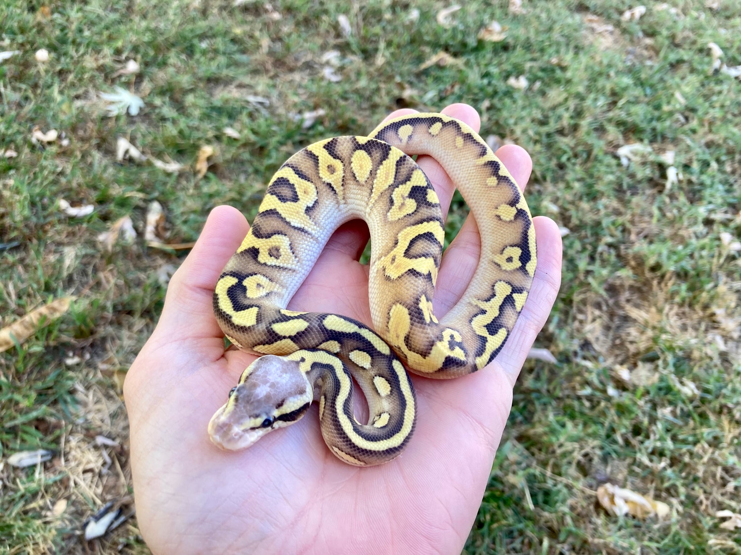 Super Pastel Mojave Yellowbelly Ball Python by Dragon Tamer Reptiles ...