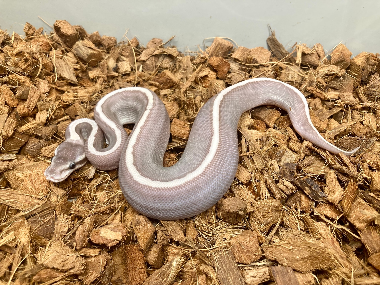 Pastel Super Mystic Ghi Ball Python by Dragon Tamer Reptiles - MorphMarket