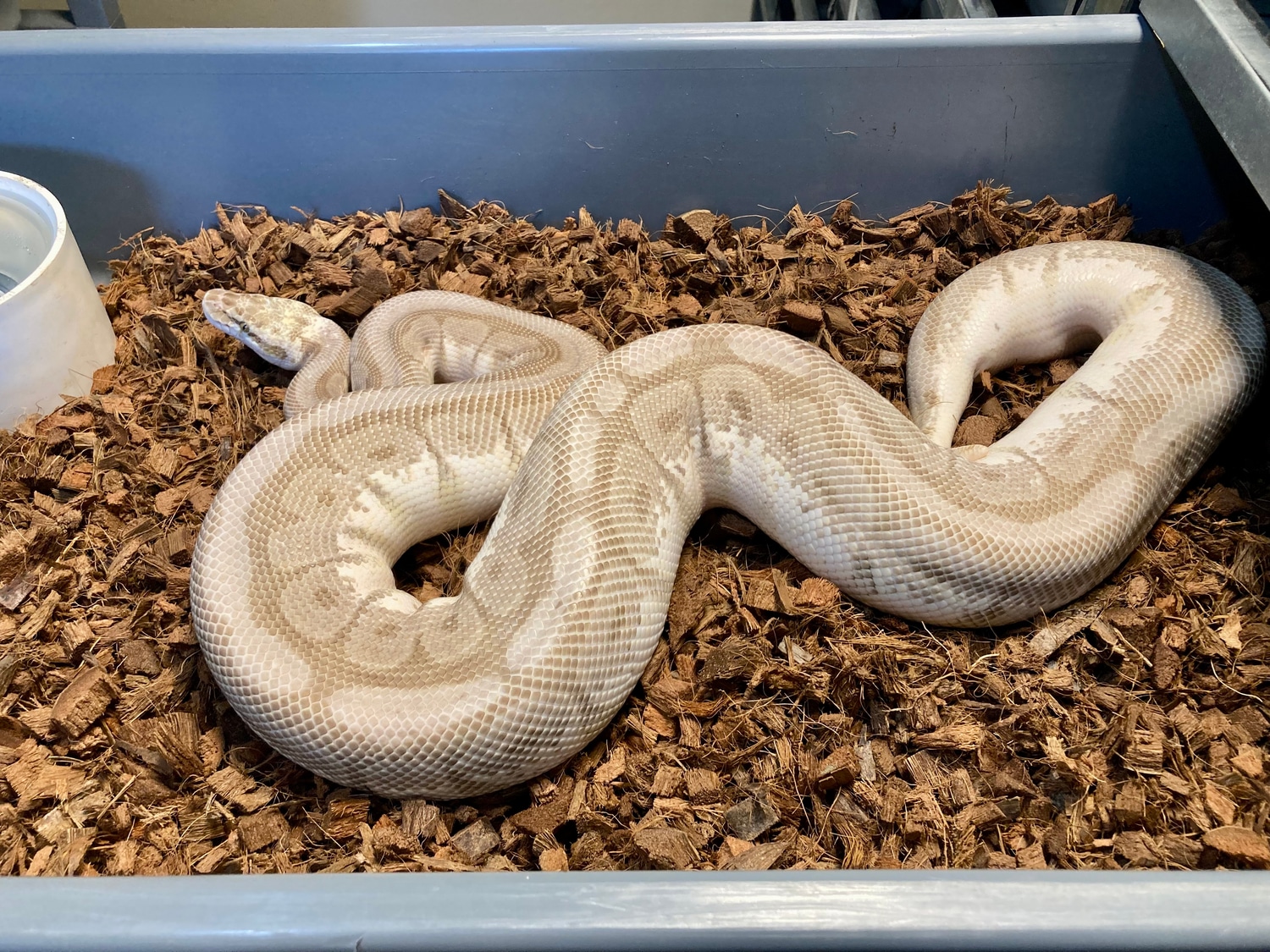 Pastel Butter Spider (Queenbee) Ball Python by Dragon Tamer Reptiles ...