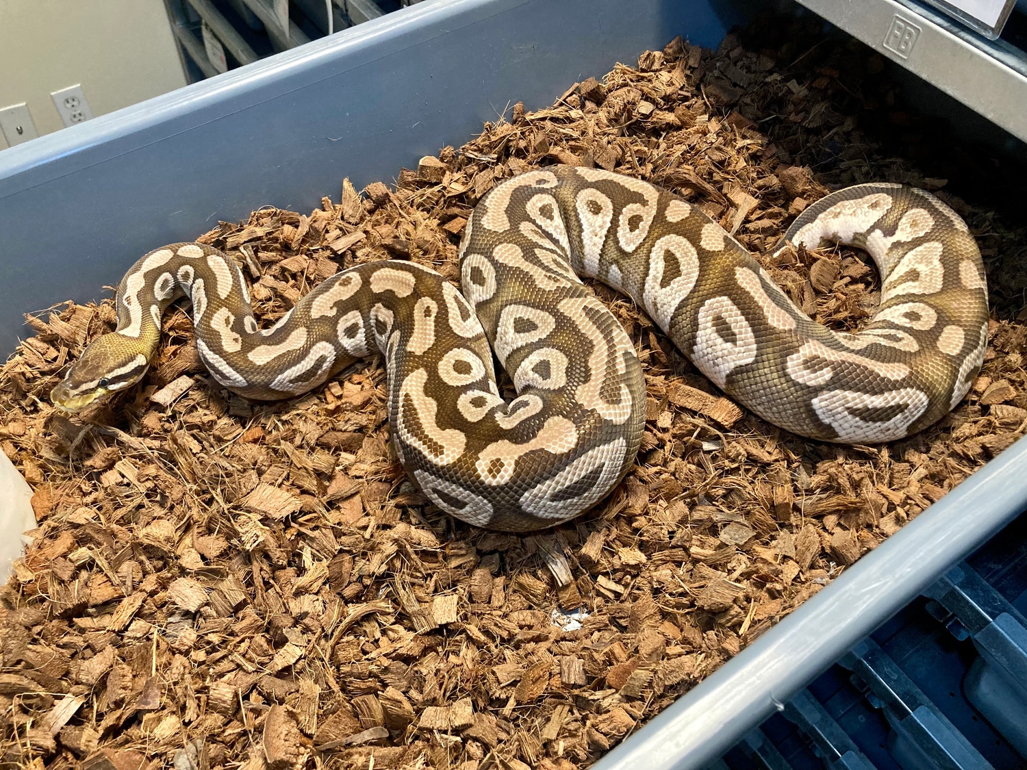 Pastel Mojave (Pastave) Ball Python by Dragon Tamer Reptiles - MorphMarket