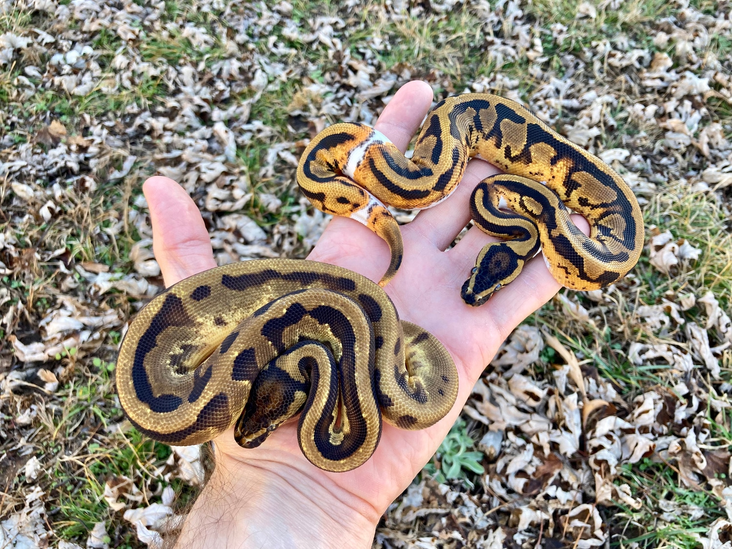 ***Enchi Pied 66% Het Axanthic (M) & Pied 66% Het Axanthic (F) PAIR*** Ball Python by Dragon ...