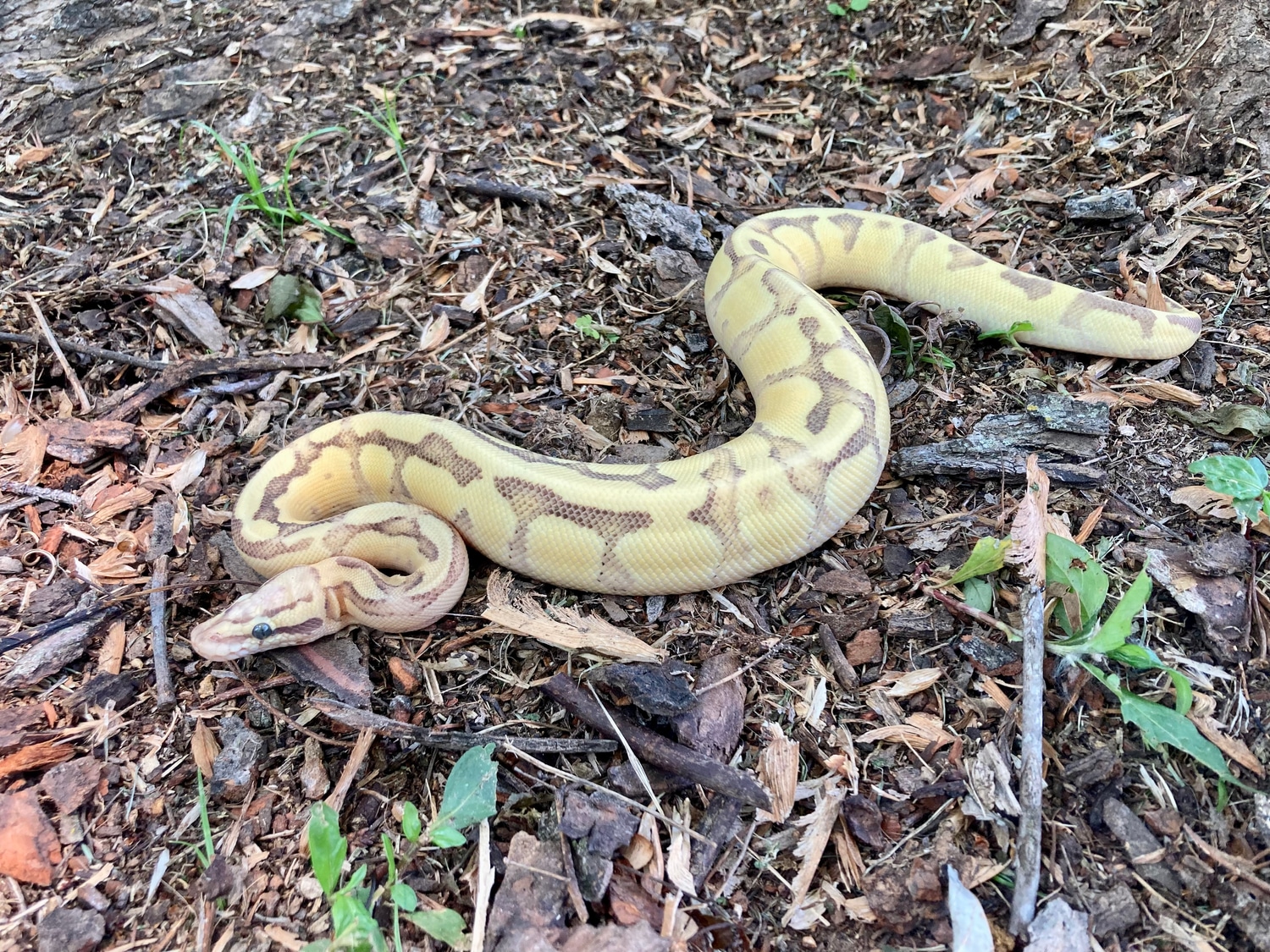 Enchi Scream Ball Python by Dragon Tamer Reptiles - MorphMarket