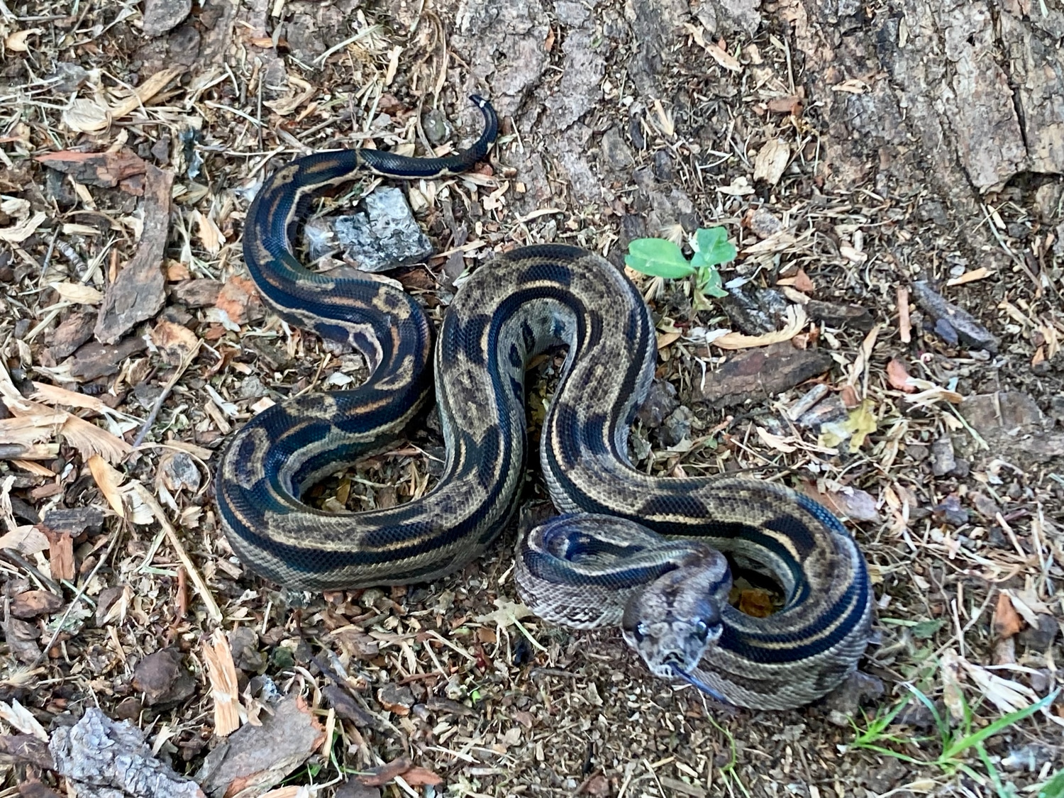 Motley 66% Het Leopard 50% Het Costa Rican Albino Boa Constrictor by ...