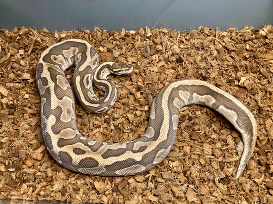 Leopard Lesser Ball Python by Dragon Tamer Reptiles