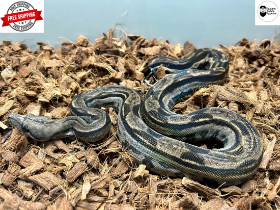 Motley 66% Het Leopard 50% Het Costa Rican Albino Boa Constrictor by ...