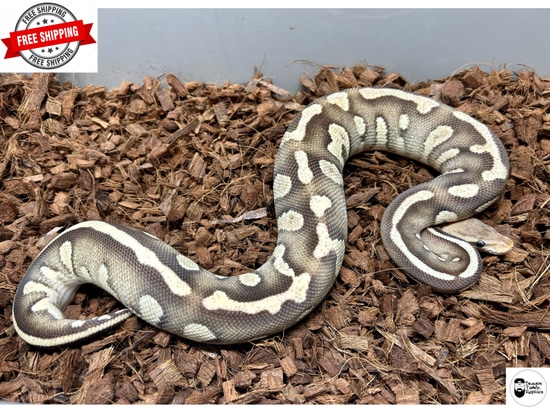 Pastel Fire Mojave Chocolate 100% Het Desert Ghost 66% Het Hypo Ball ...