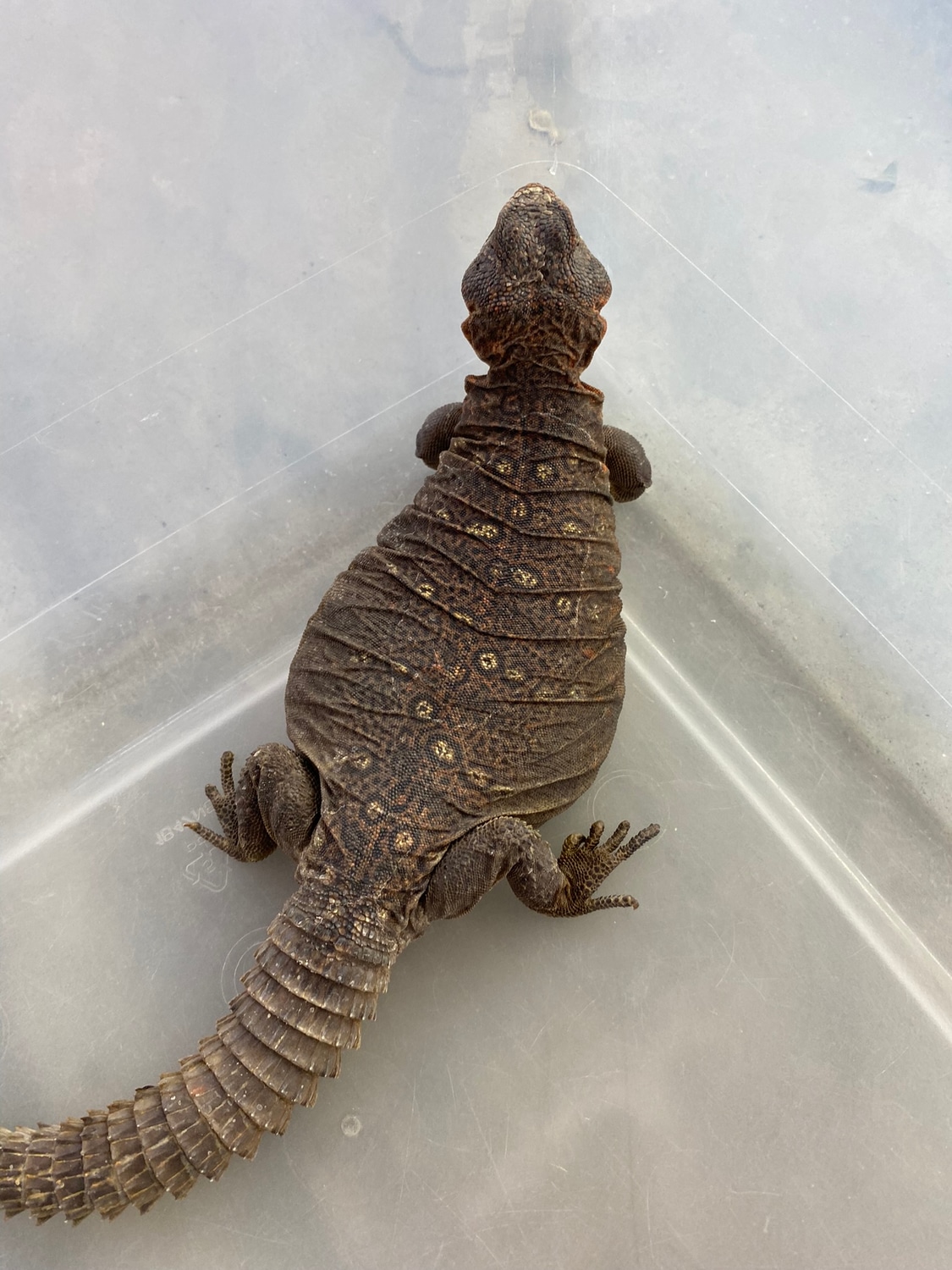 Adult Female Ocellata Uromastyx by Dragontopia - MorphMarket
