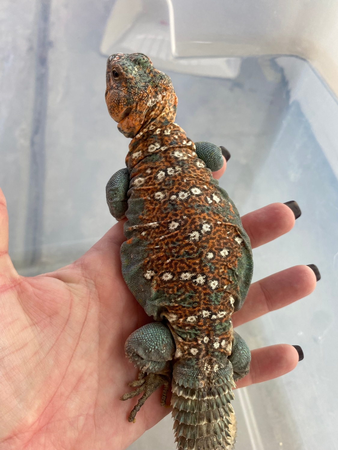 High Color Adult Pair Ocellata Spiny-tailed Lizard by Dragontopia ...