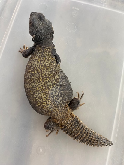 Adult Female Uromastyx Maliensis by Dragontopia