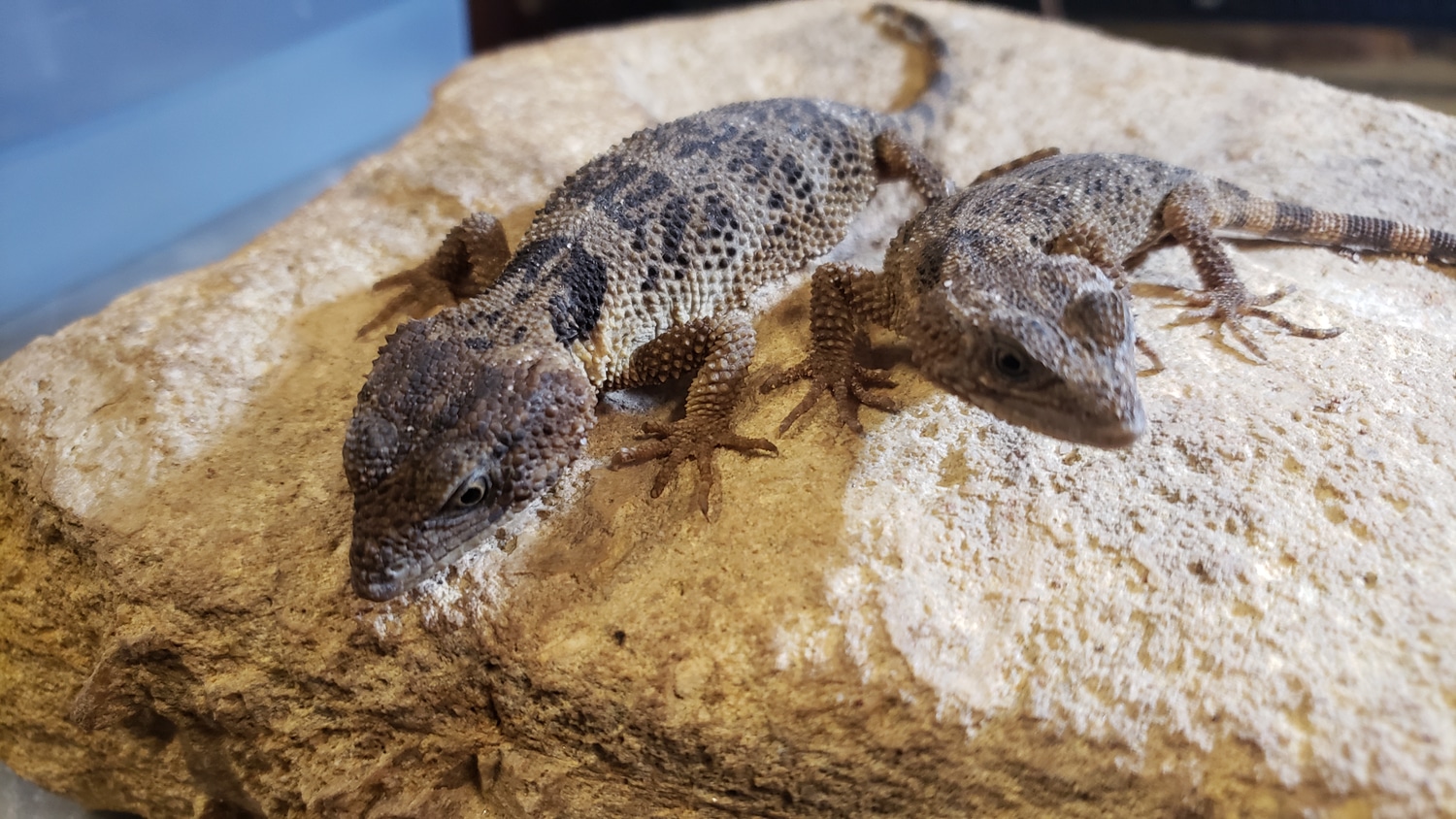 Flathead Knob-scale Pair Other Lizard by Tarheel Exotics - MorphMarket