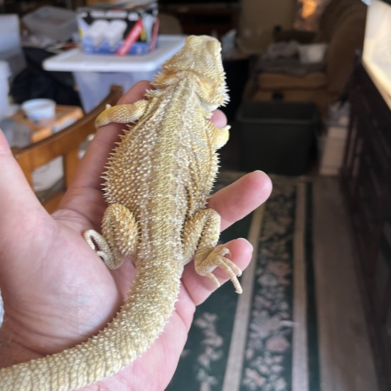 Hypo Citrus, 66% Het Zero, 50% Het Witblits Central Bearded Dragon by ...
