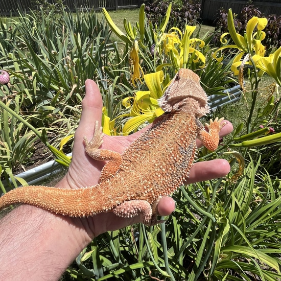 Orange Tiger Dunner Central Bearded Dragon by Dragonz by Dezign