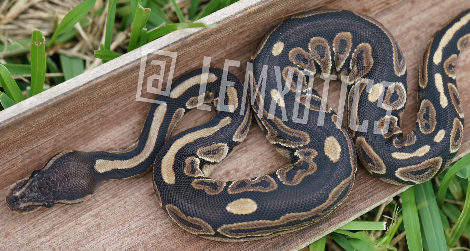 Cinnamon Ball Python by LEM Xotics - MorphMarket